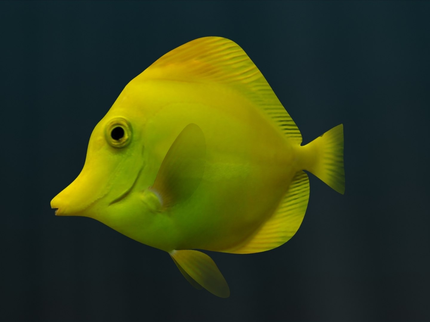 3dsmax yellow tang fish