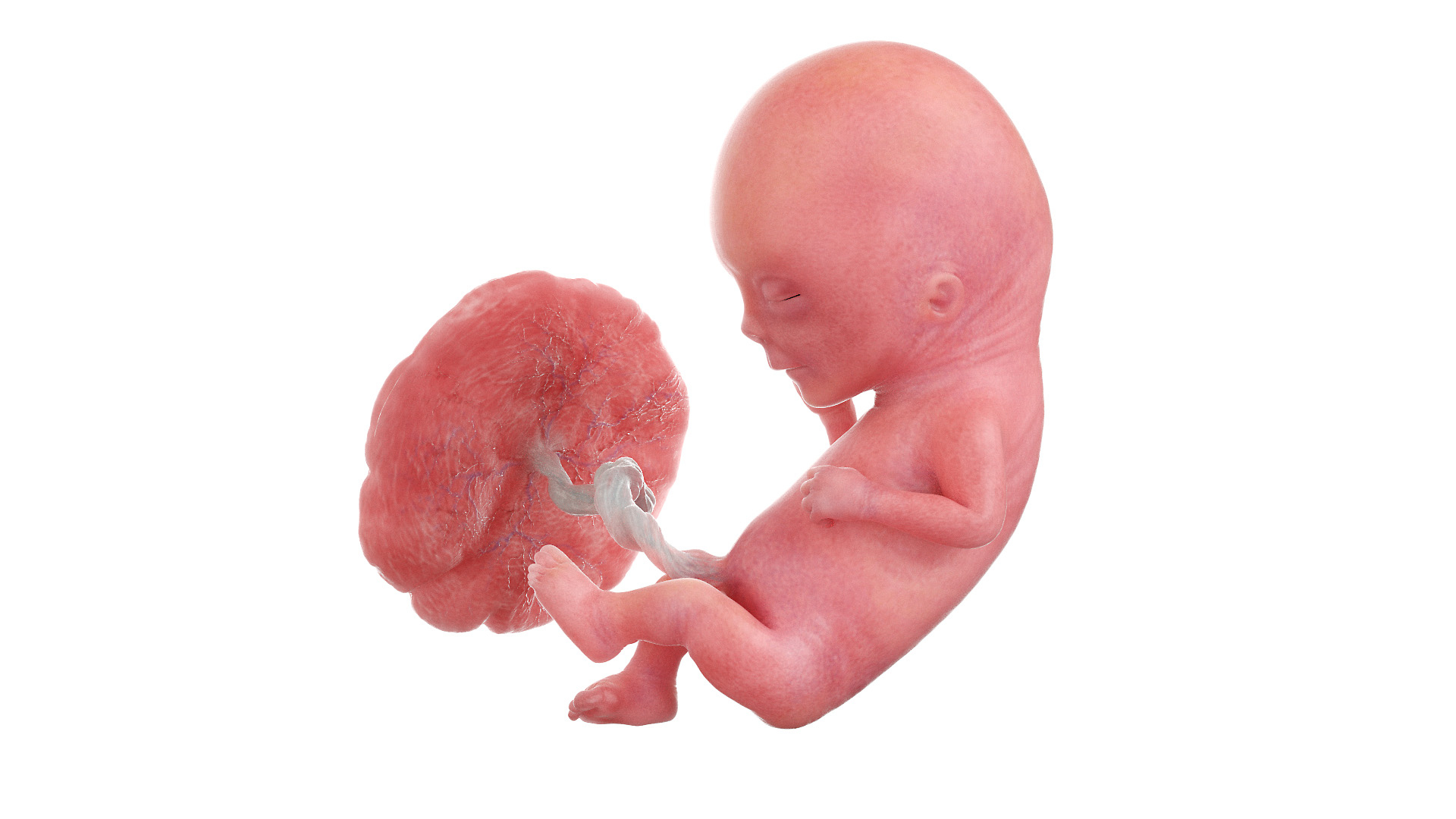 Fetus Week 12 Static 3D - TurboSquid 1874764