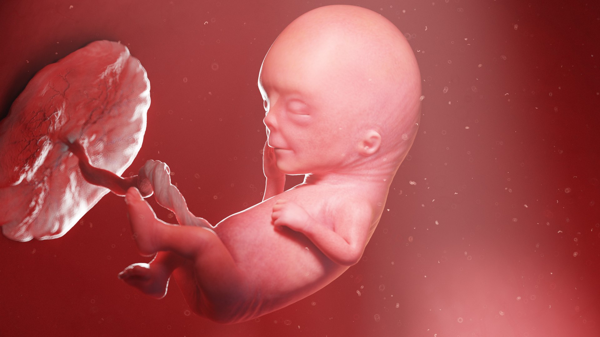 Fetus Week 12 Static 3D - TurboSquid 1874764