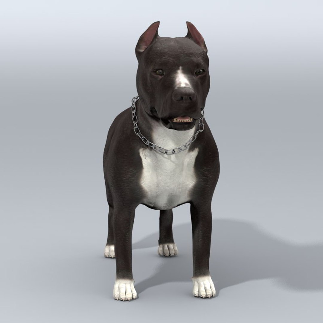 3d Model Pitbull Pit Bull