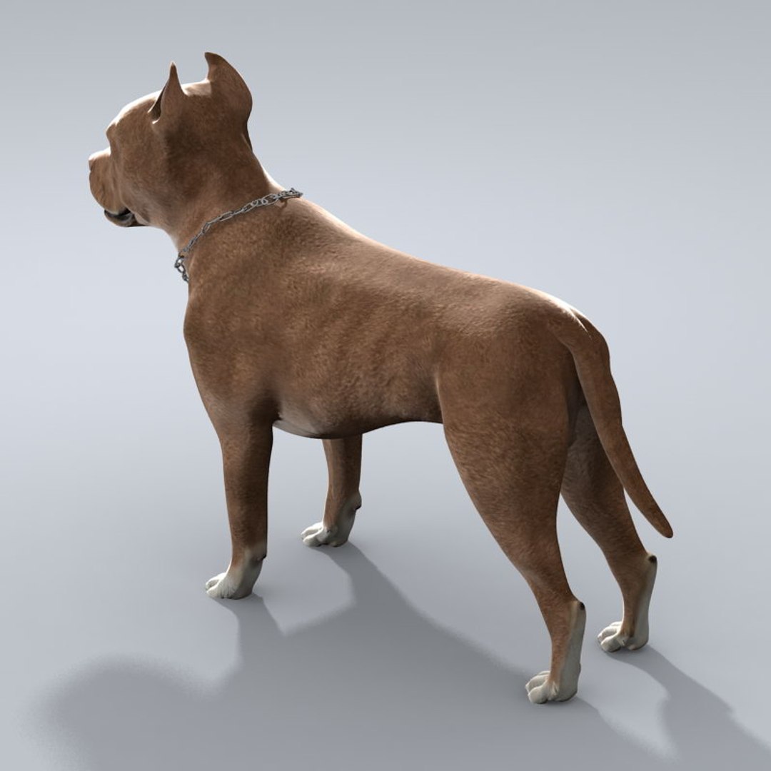3d Model Pitbull Pit Bull