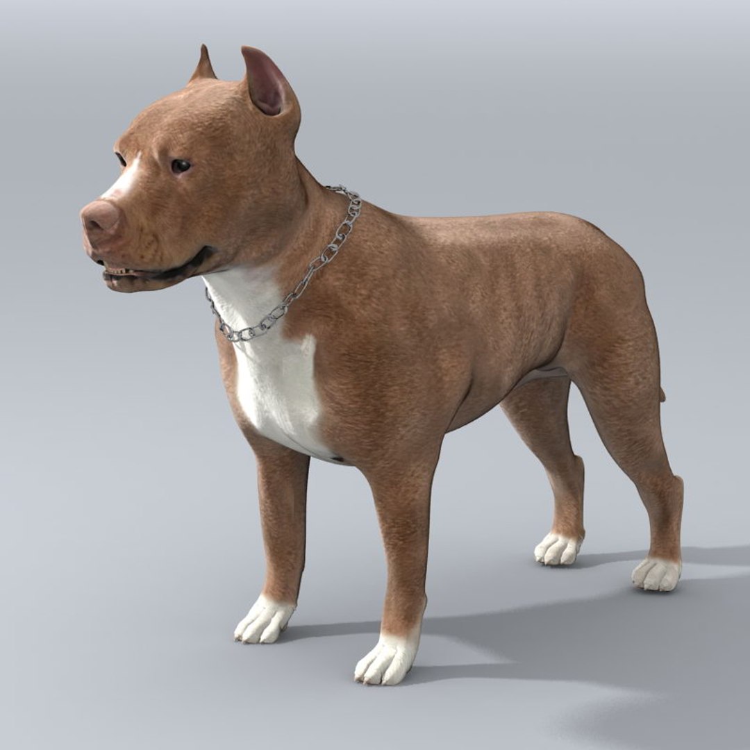 3d Model Pitbull Pit Bull