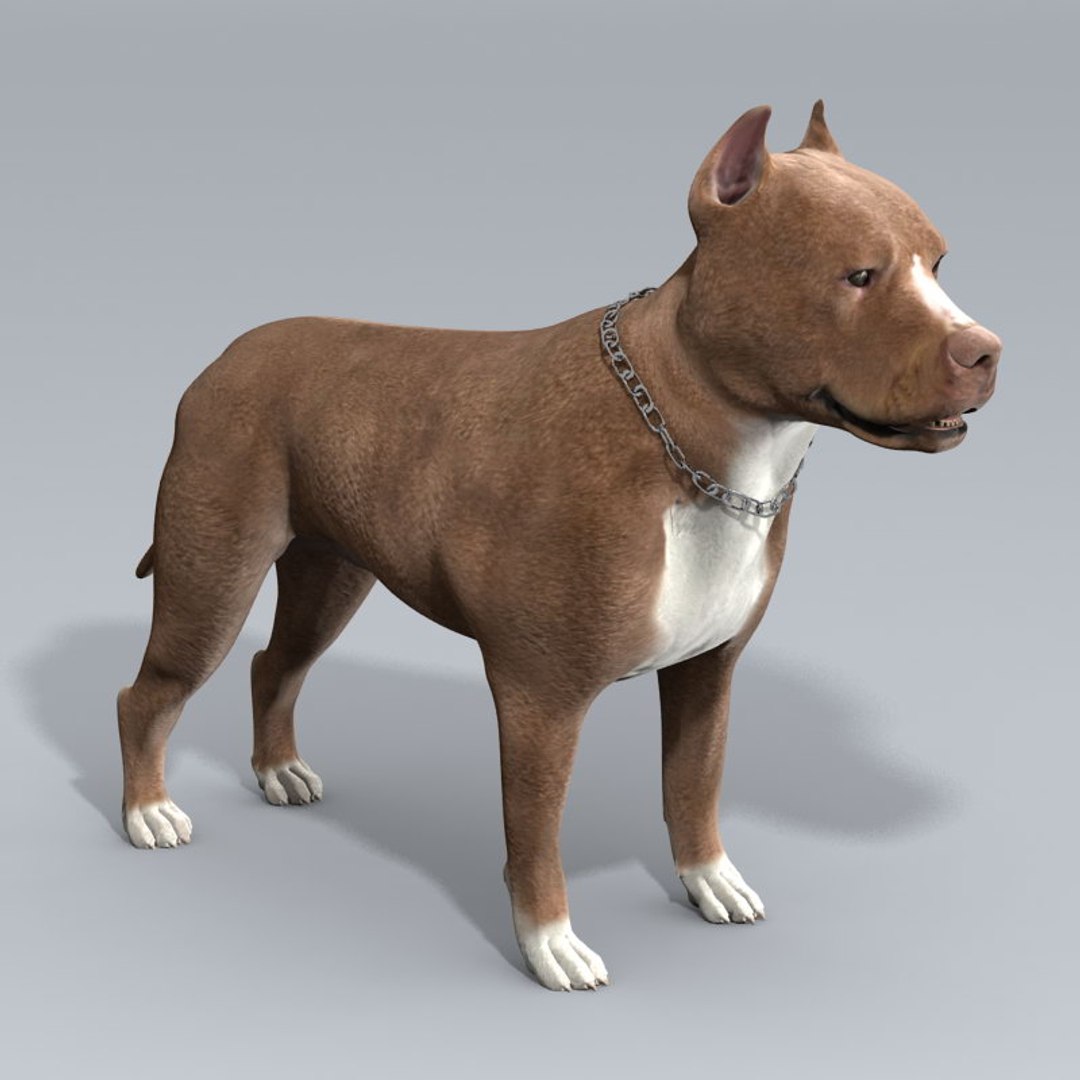 3d Model Pitbull Pit Bull