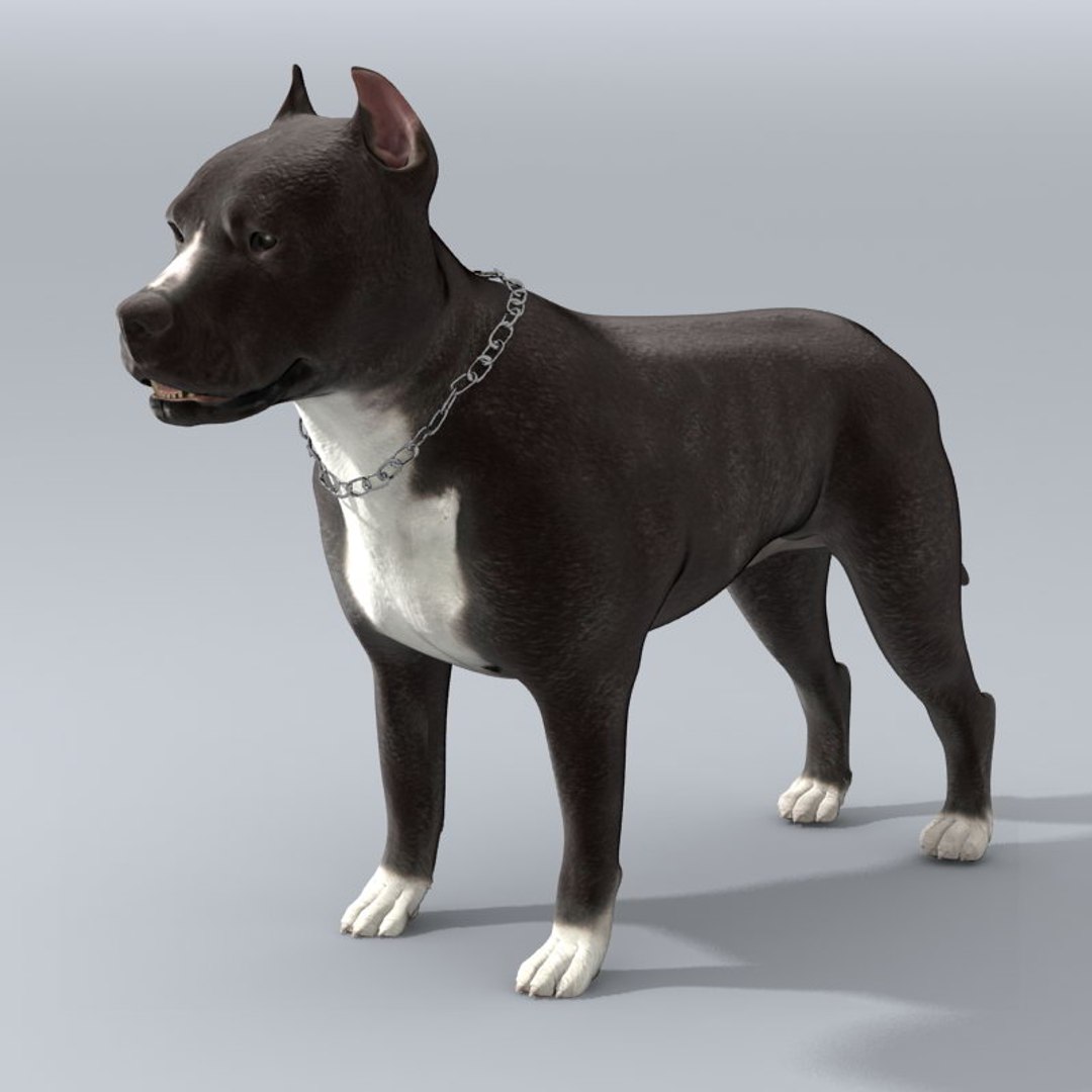 3d Model Pitbull Pit Bull