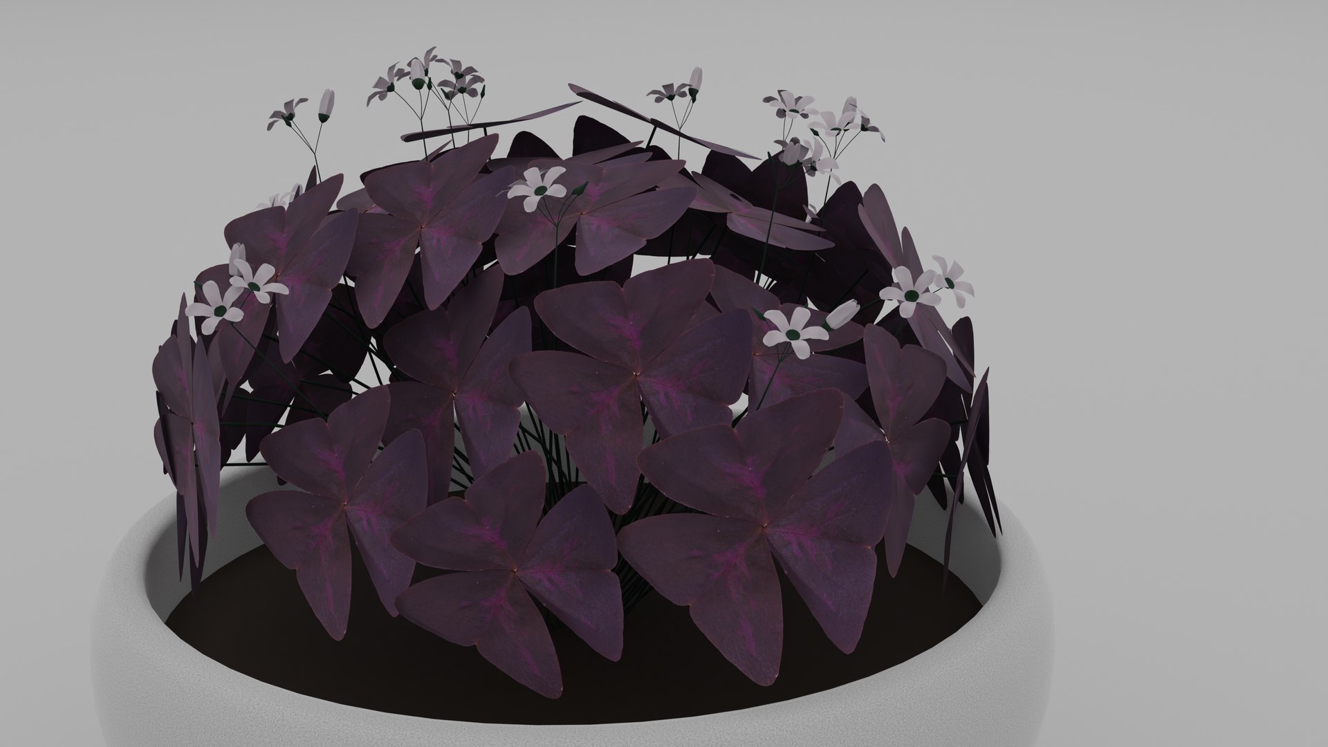 3d Oxalis Triangularis 3d Model Turbosquid 2109342