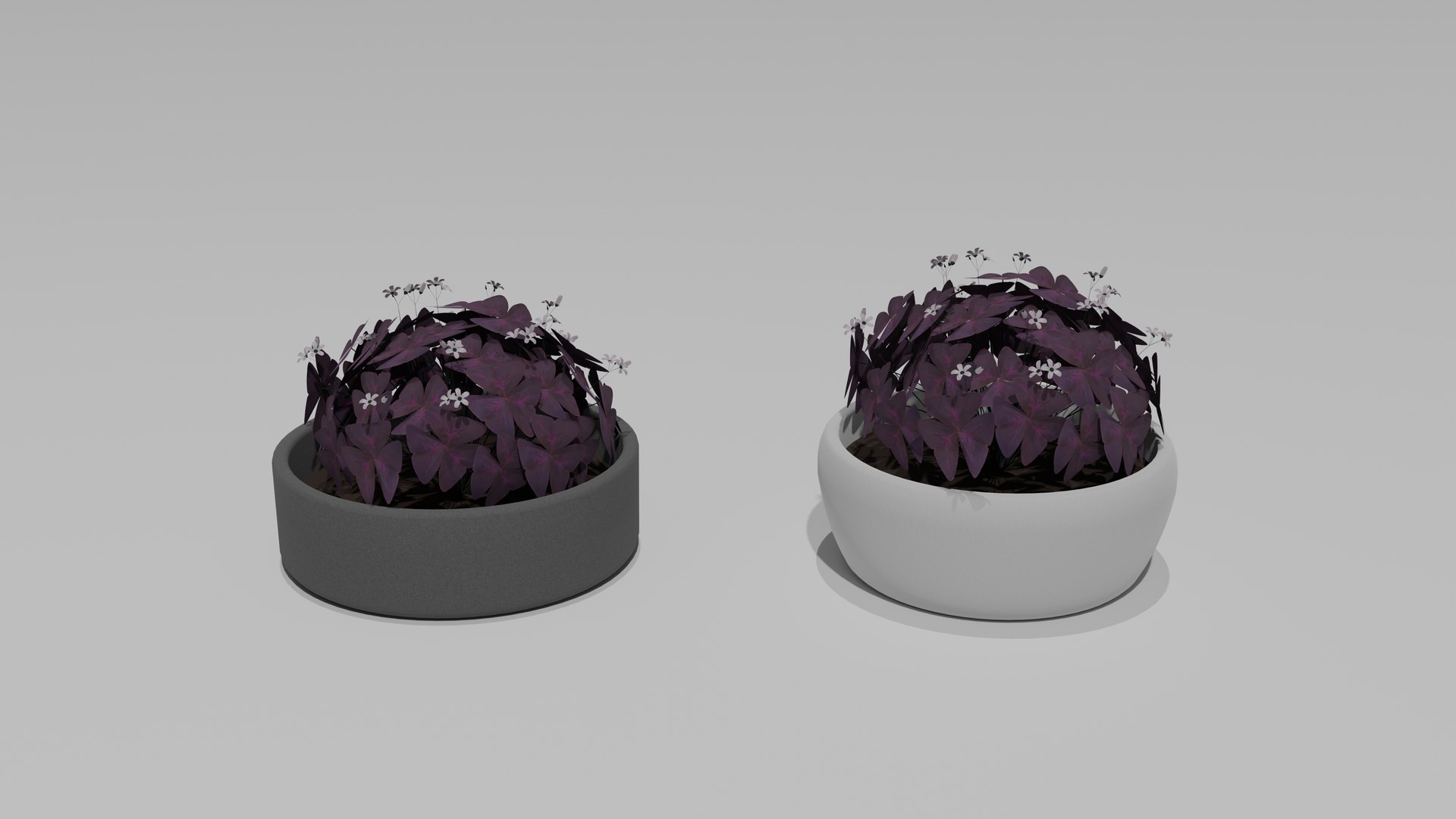 3d Oxalis Triangularis 3d Model Turbosquid 2109342