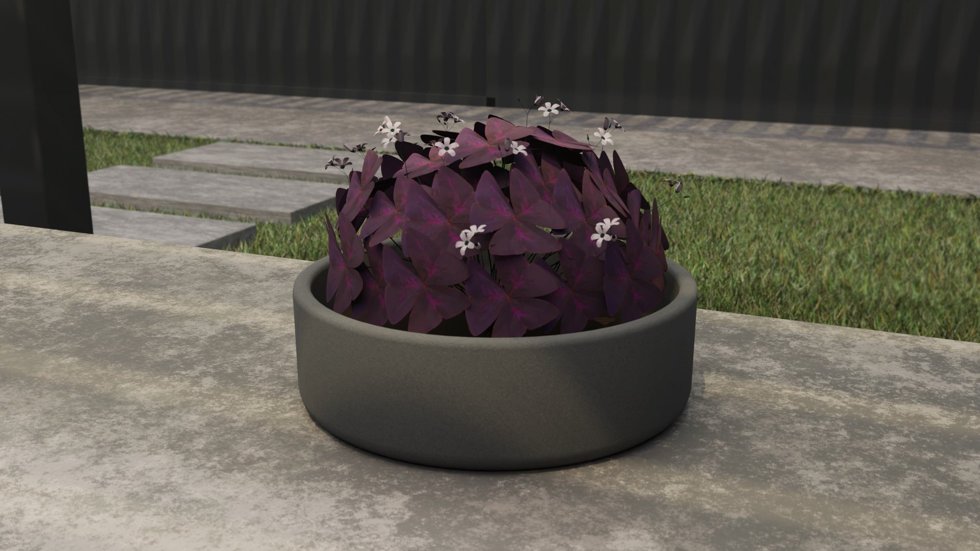 3d Oxalis Triangularis 3d Model Turbosquid 2109342