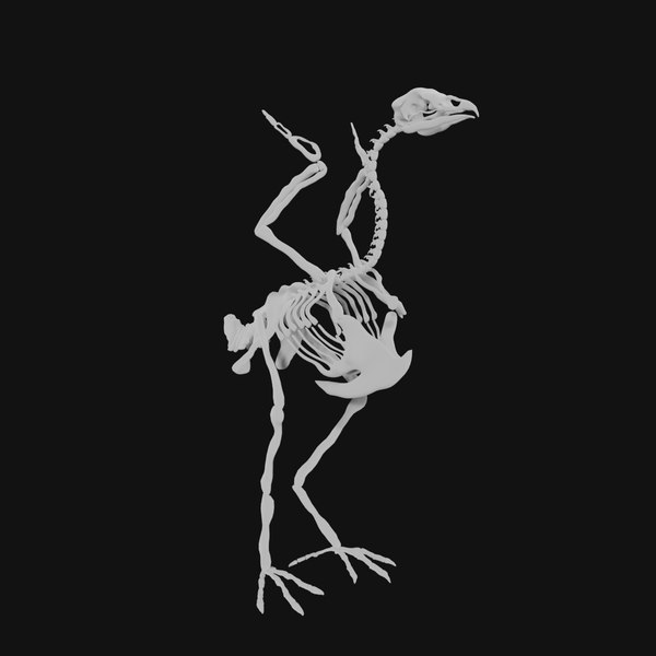 3D Turkey Skeleton - TurboSquid 1986110