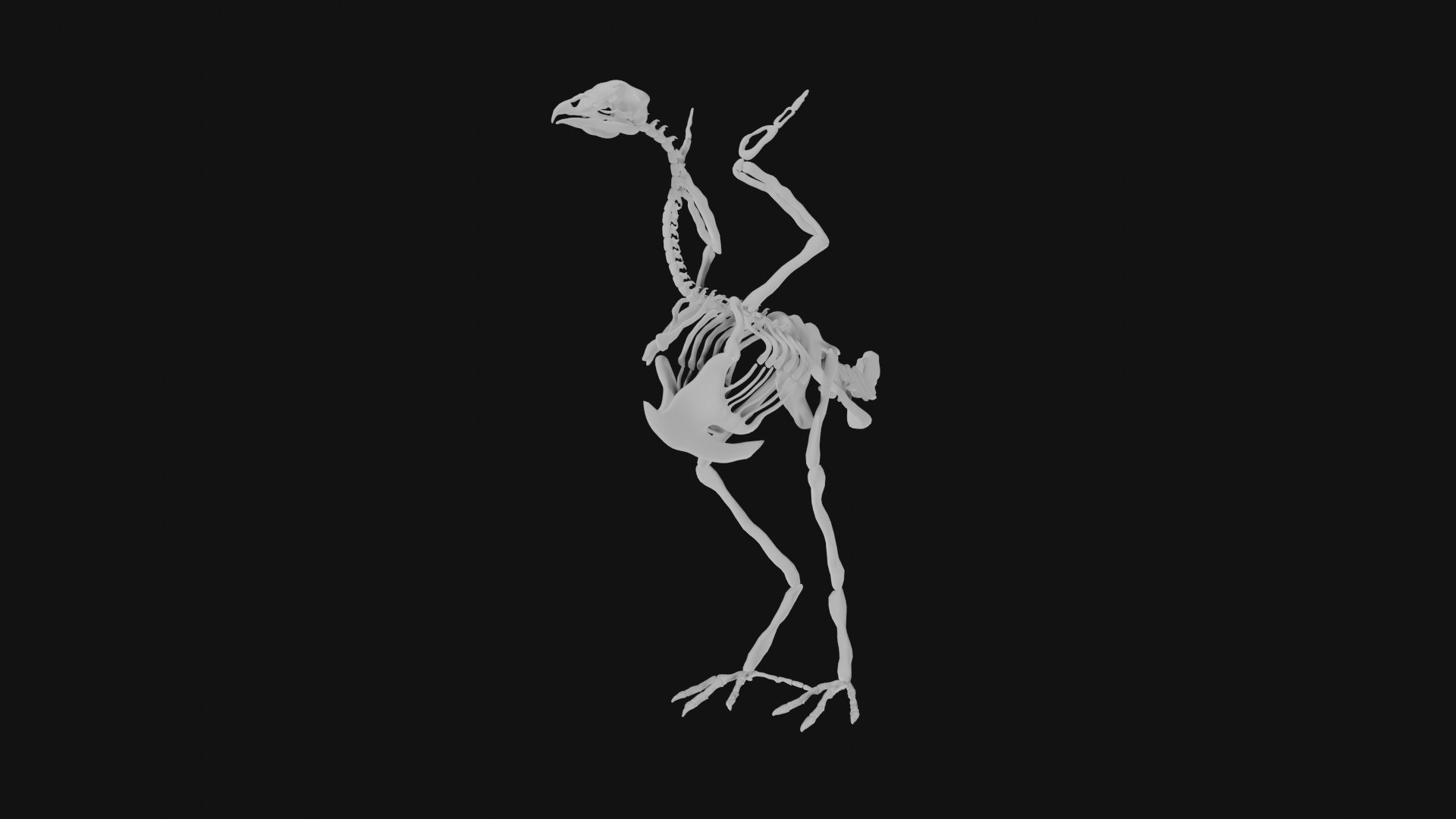 3D Turkey Skeleton - TurboSquid 1986110