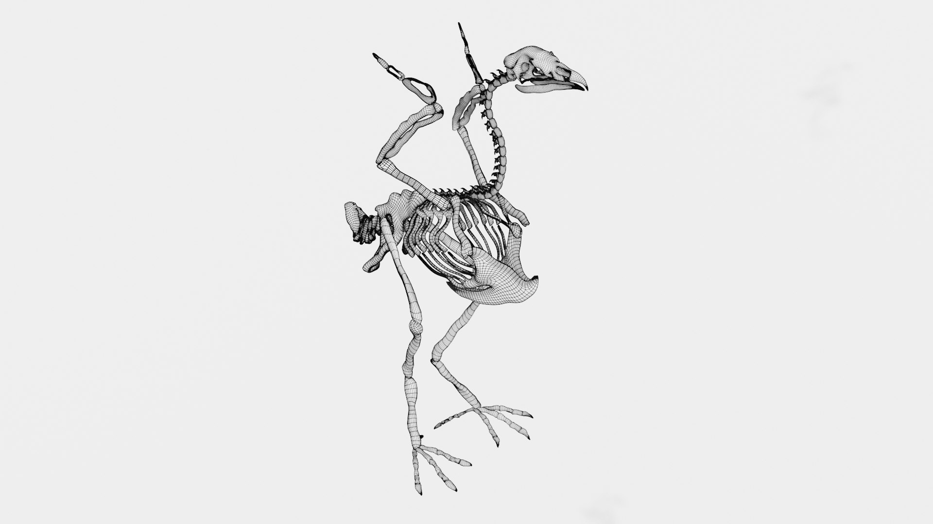 3D Turkey Skeleton - TurboSquid 1986110