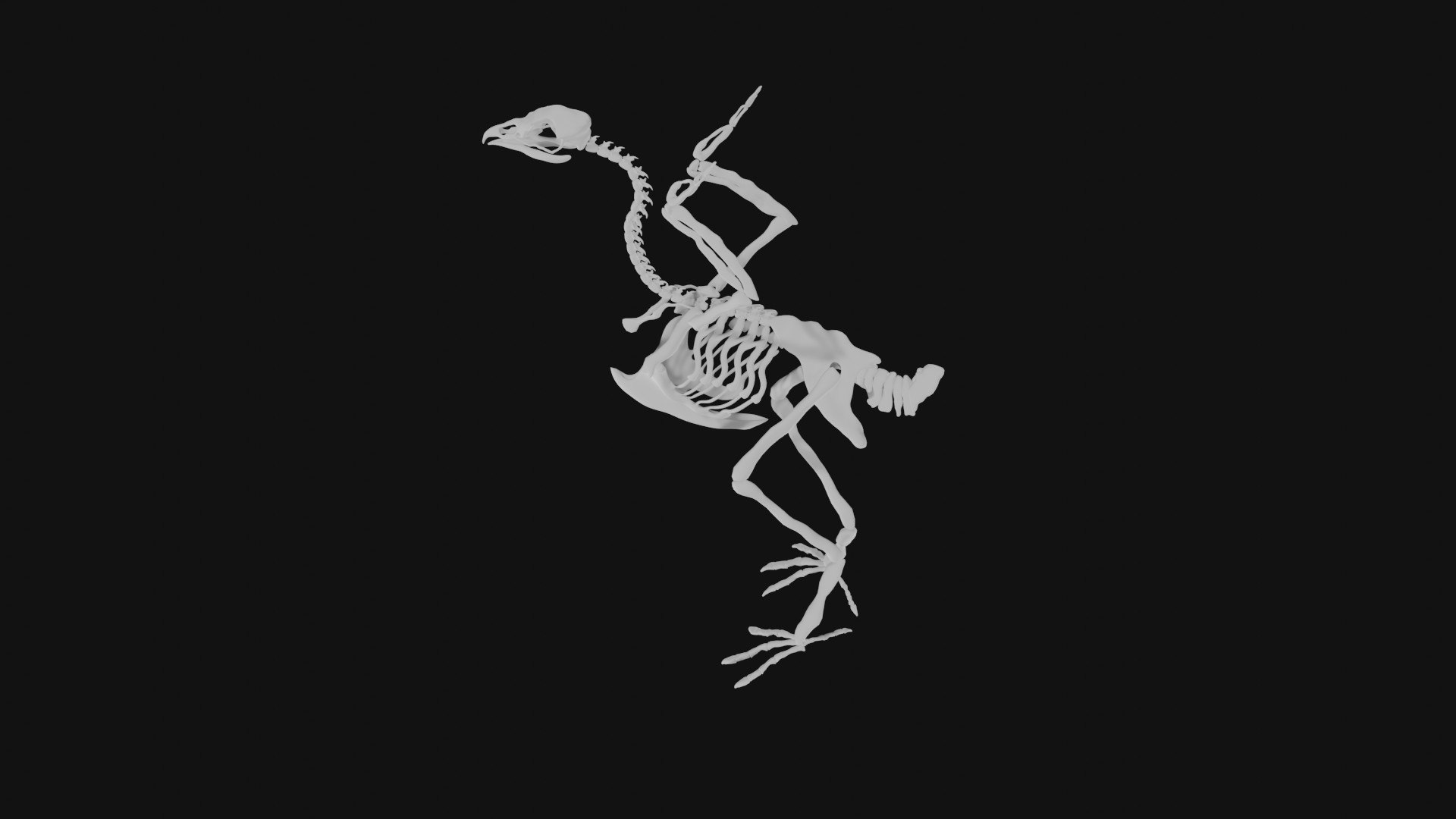 3D Turkey Skeleton - TurboSquid 1986110
