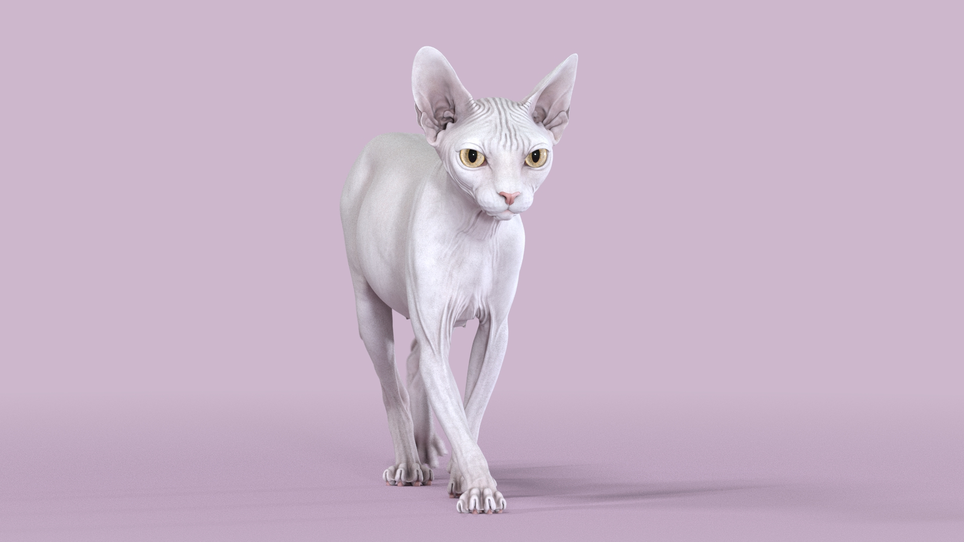 Sphynx Cat White Animated 3D - TurboSquid 1715854