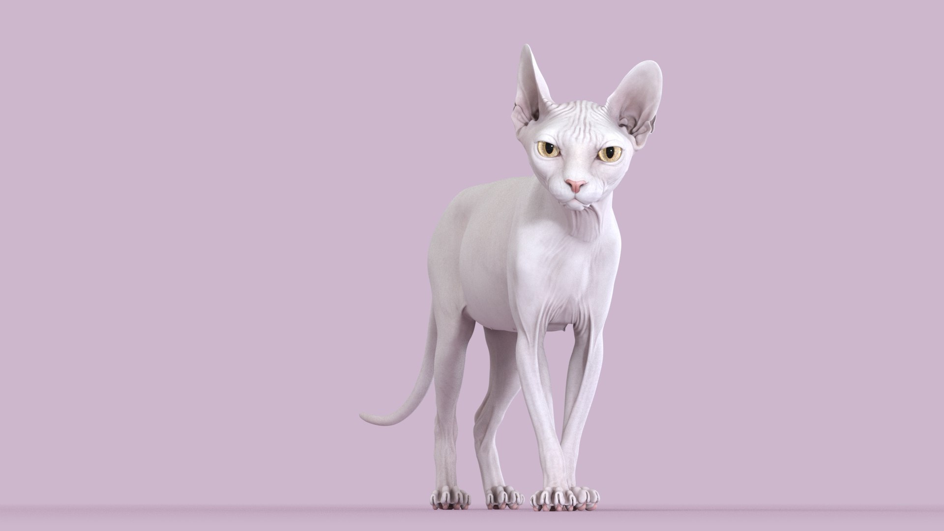 Sphynx Cat White Animated 3D - TurboSquid 1715854