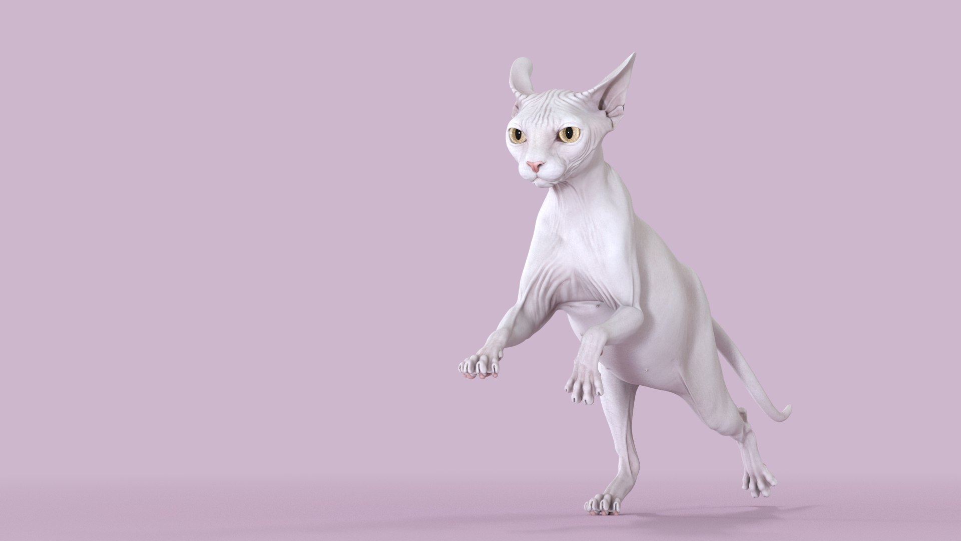 Sphynx Cat White Animated 3D - TurboSquid 1715854