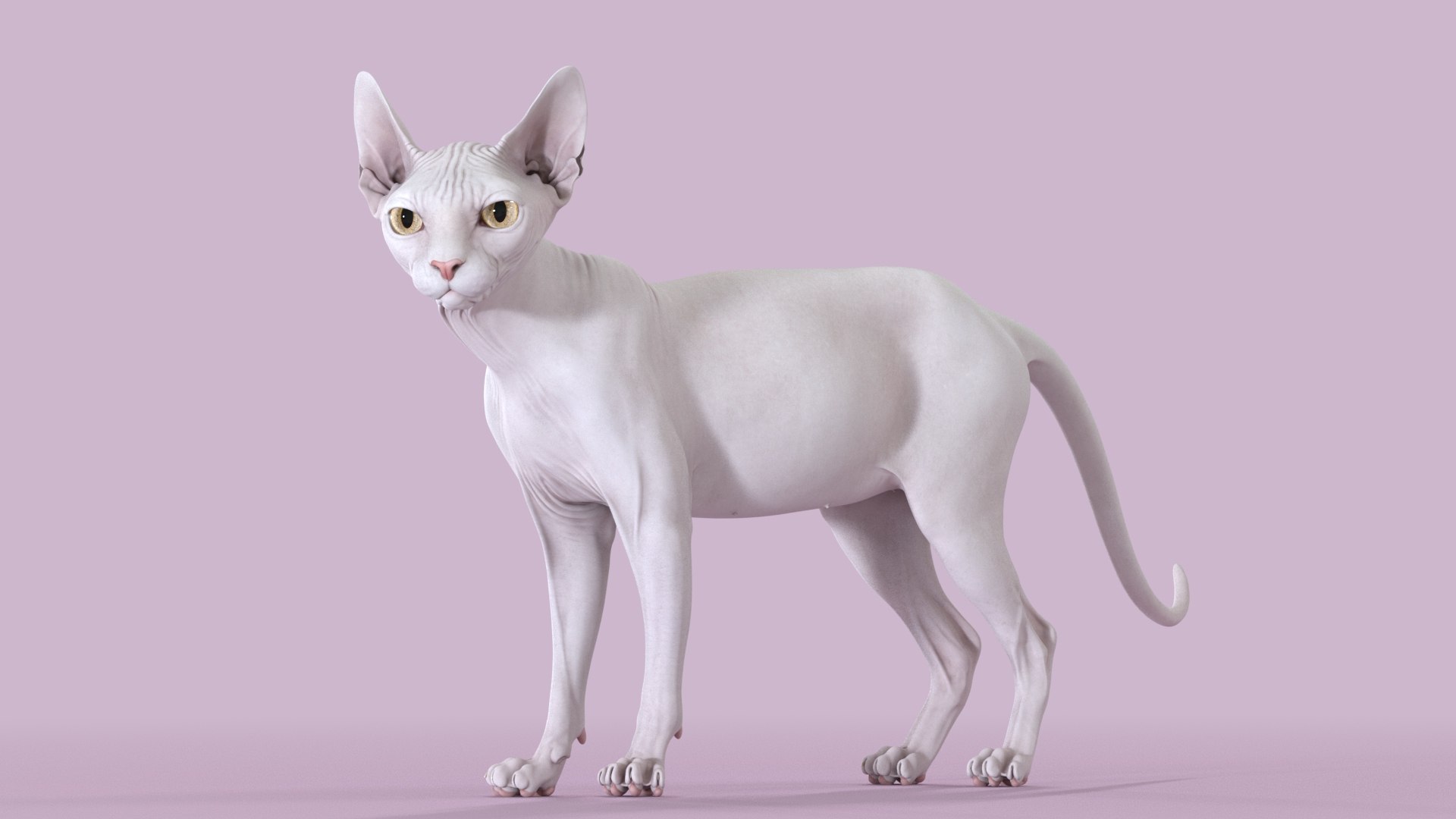 Sphynx Cat White Animated 3D - TurboSquid 1715854