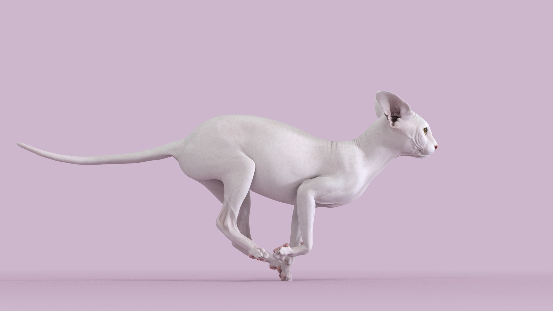 Sphynx Cat White Animated 3D - TurboSquid 1715854