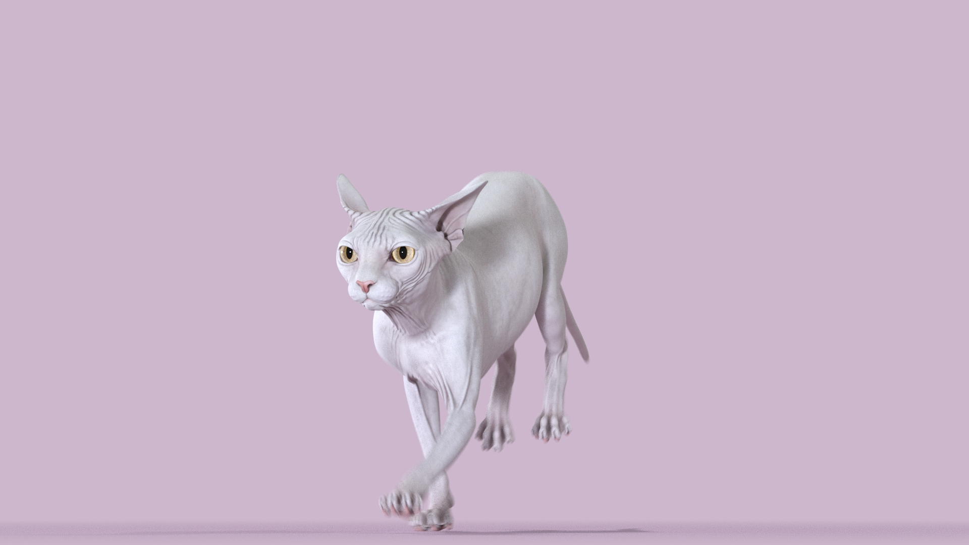 Sphynx Cat White Animated 3D - TurboSquid 1715854