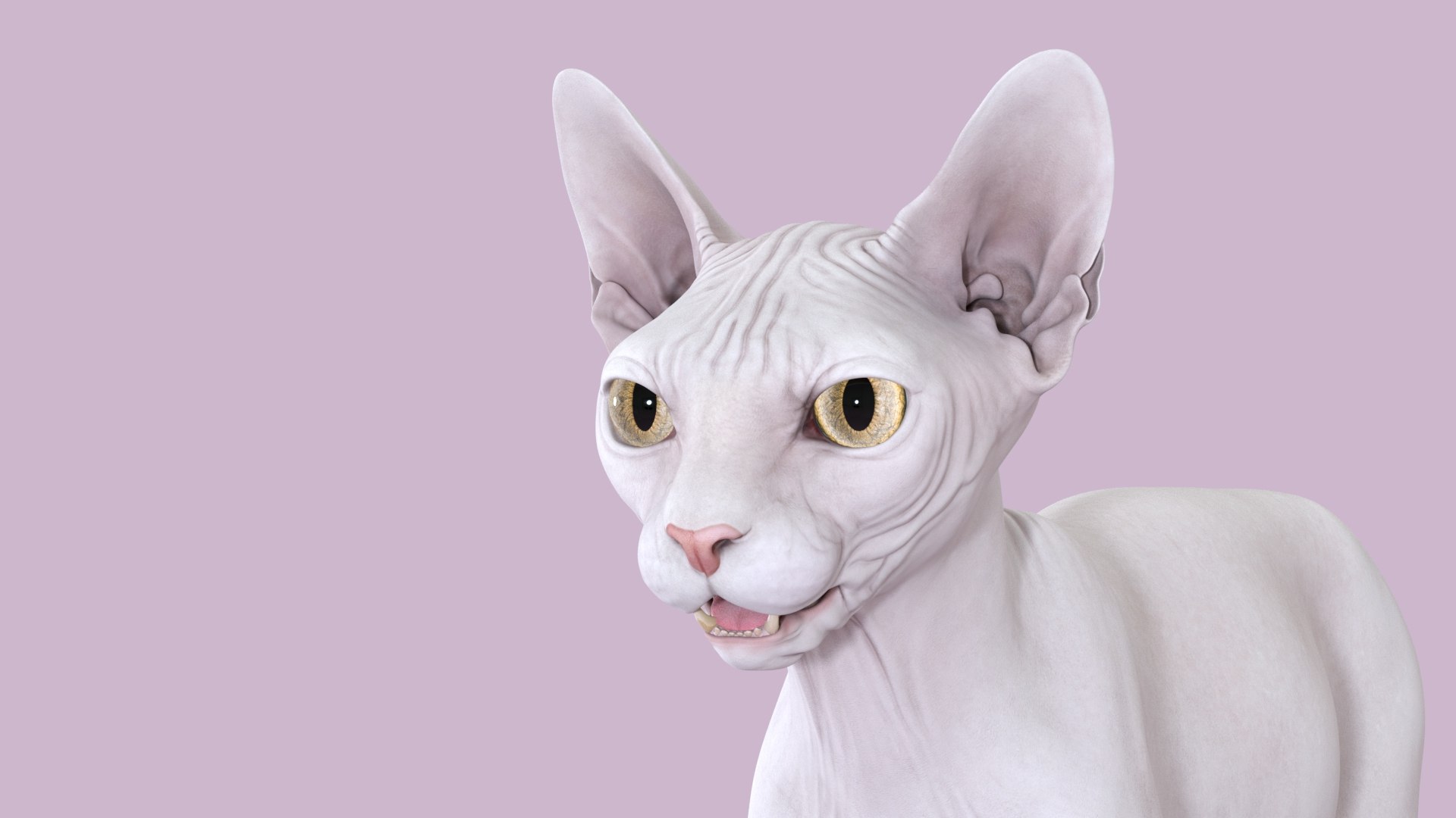 Sphynx Cat White Animated 3D - TurboSquid 1715854