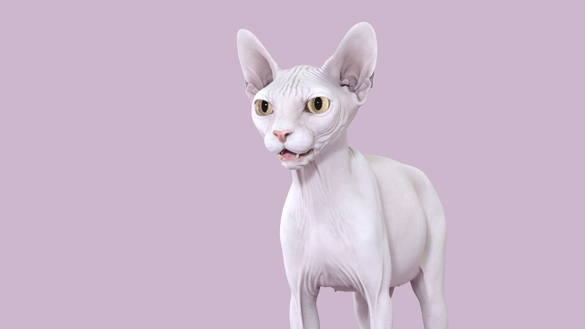 Sphynx Cat White Animated 3D - TurboSquid 1715854