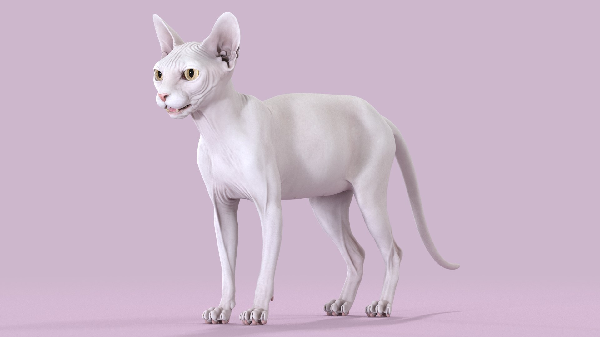 Sphynx Cat White Animated 3D - TurboSquid 1715854