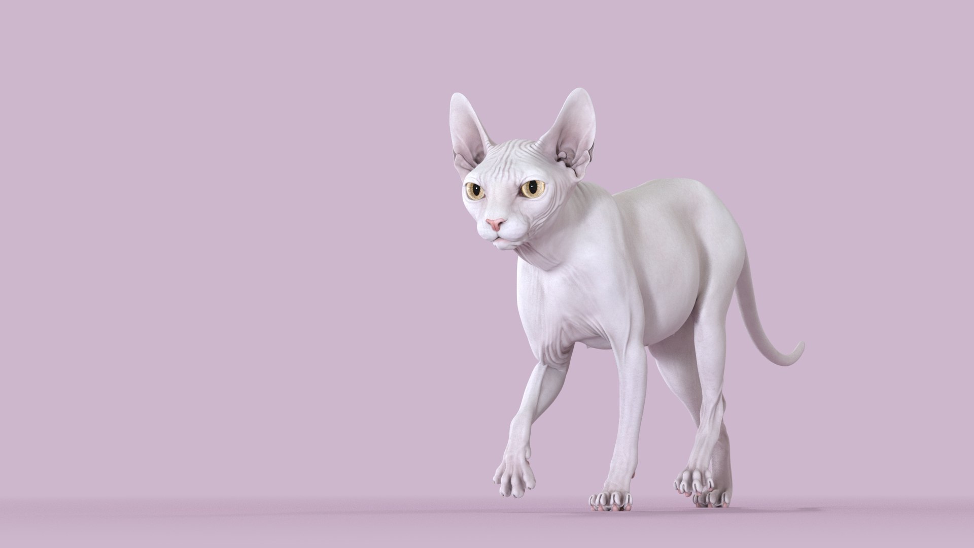 Sphynx Cat White Animated 3D - TurboSquid 1715854