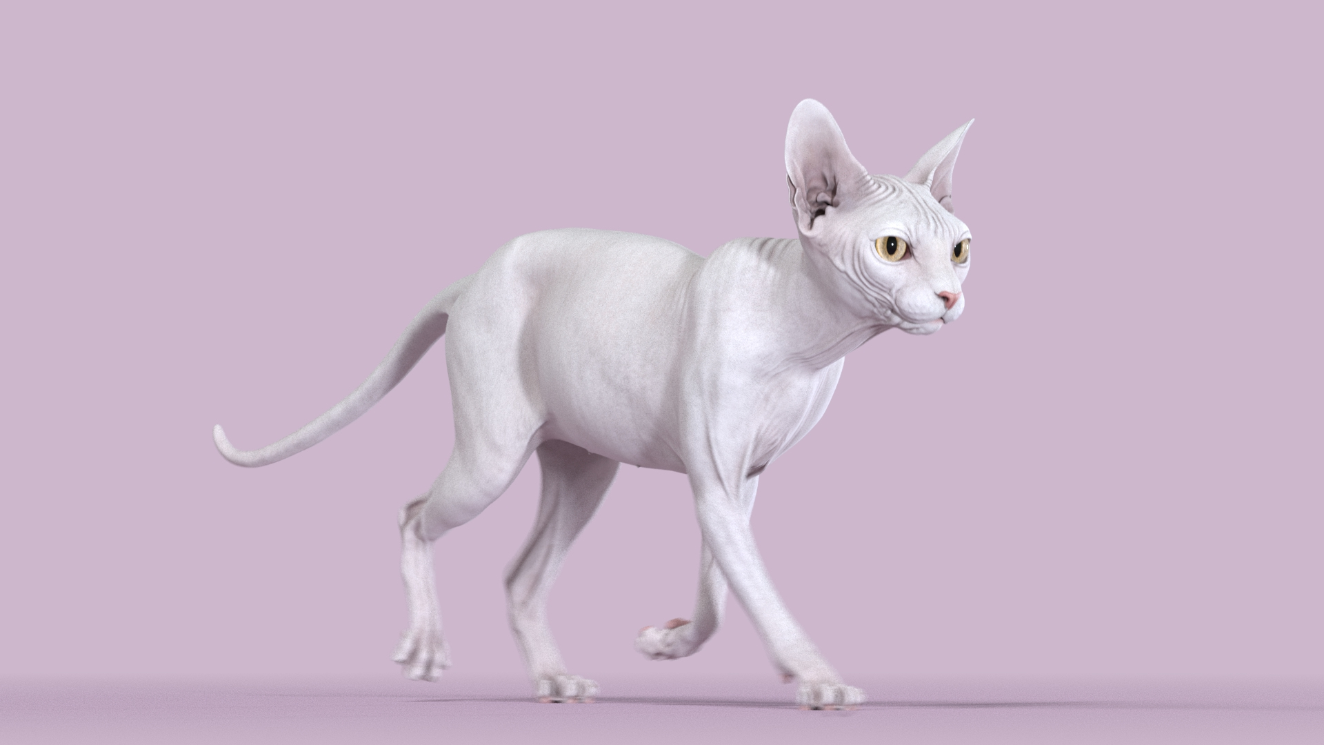 Sphynx Cat White Animated 3D - TurboSquid 1715854