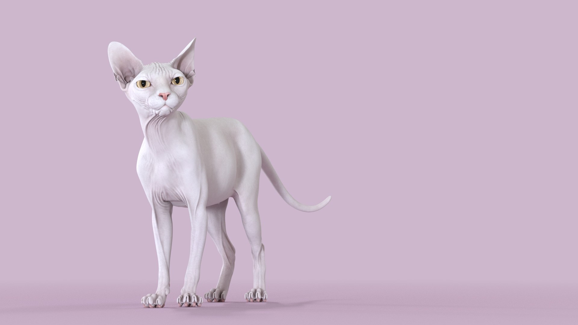 Sphynx Cat White Animated 3D - TurboSquid 1715854