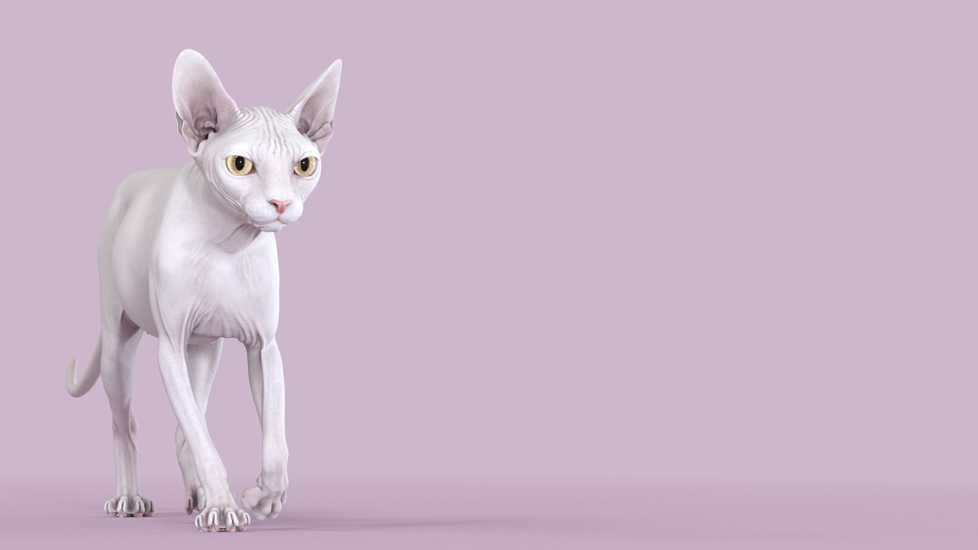 Sphynx Cat White Animated 3D - TurboSquid 1715854