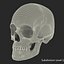 3d Female Human Skull