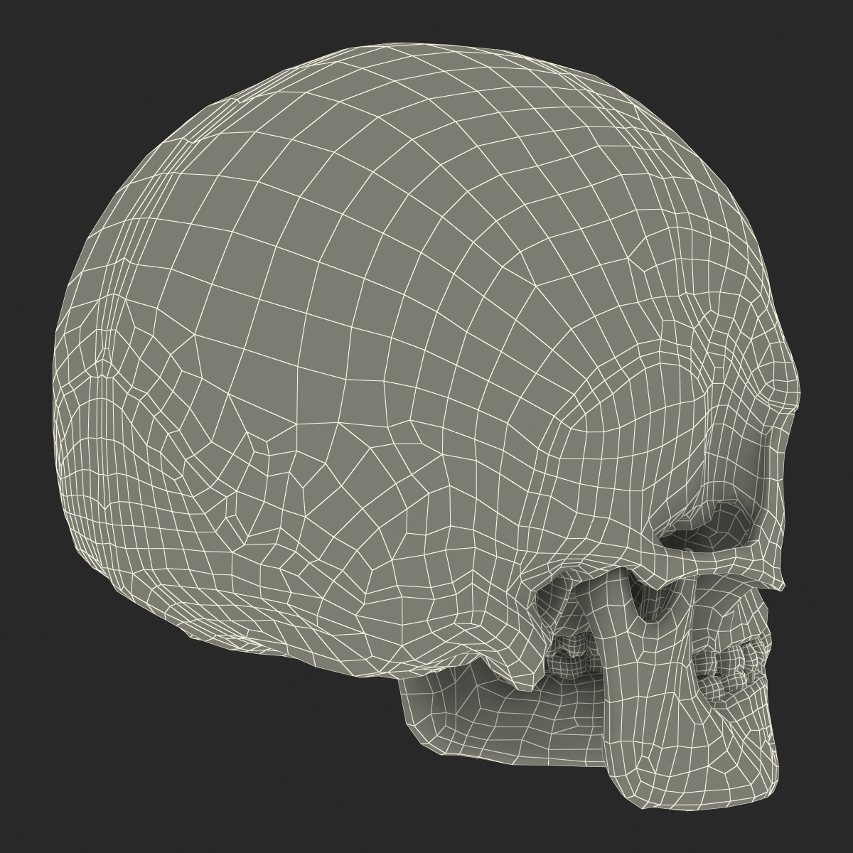 3d female human skull