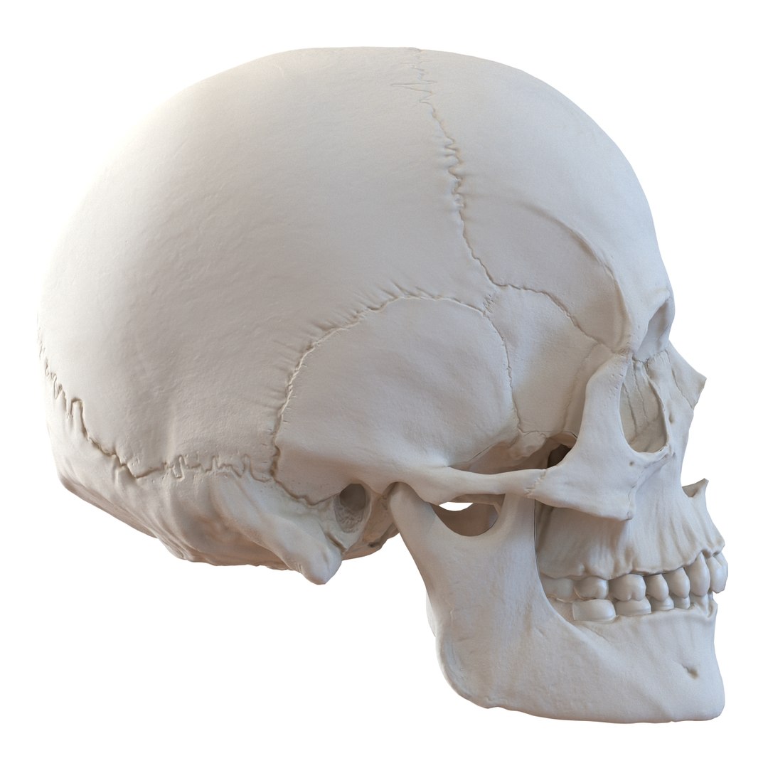 3d Female Human Skull