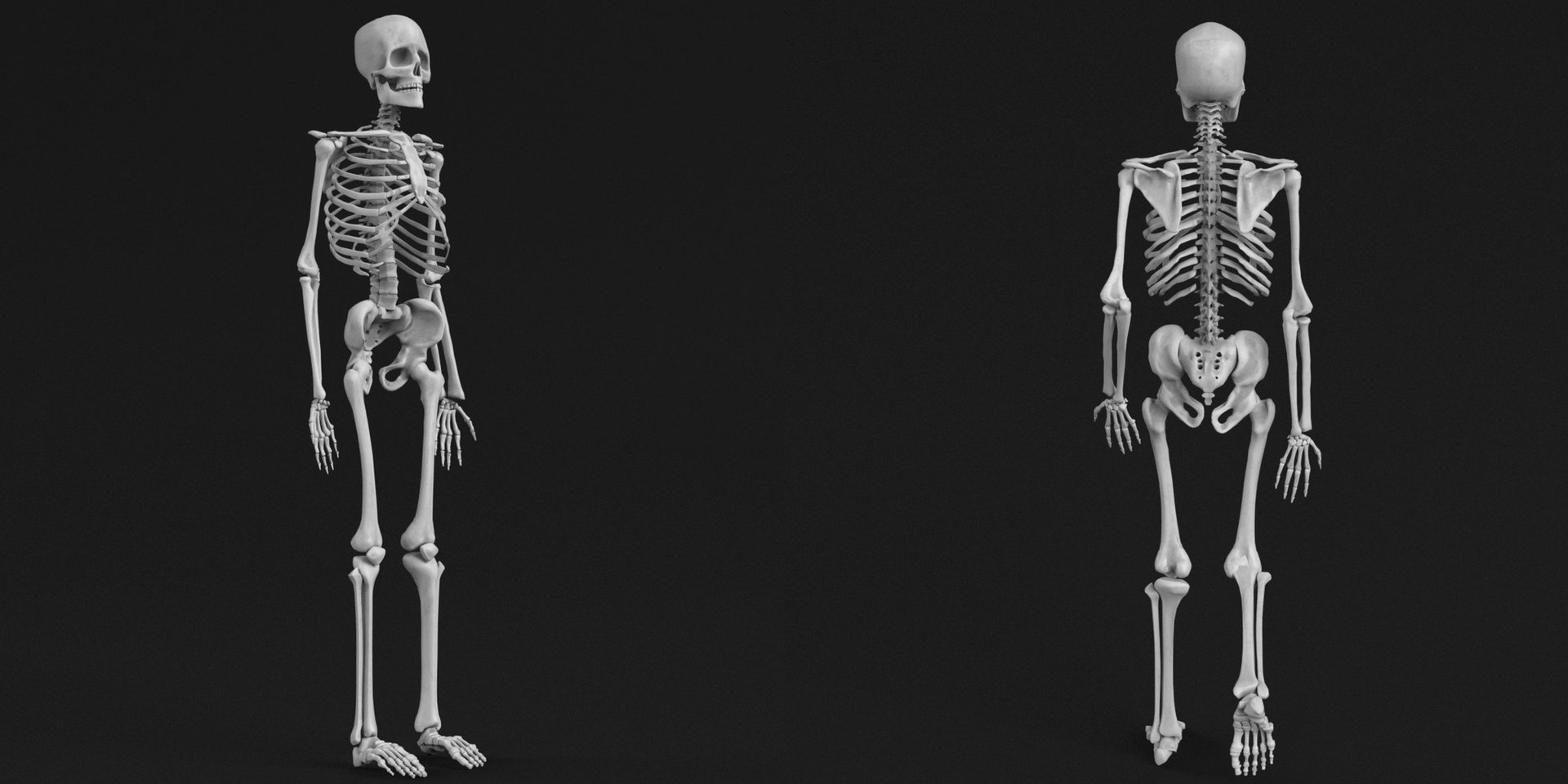 Complete Human Bones Model - TurboSquid 1177789
