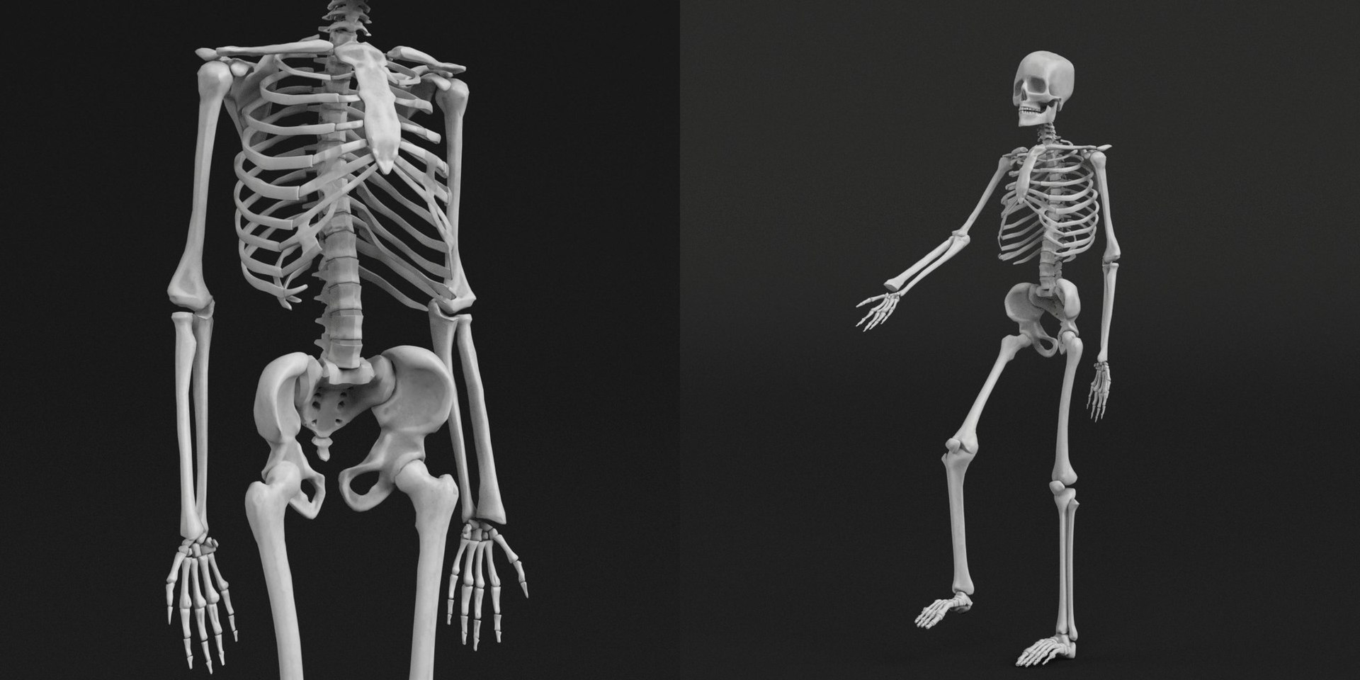 Complete Human Bones Model - TurboSquid 1177789