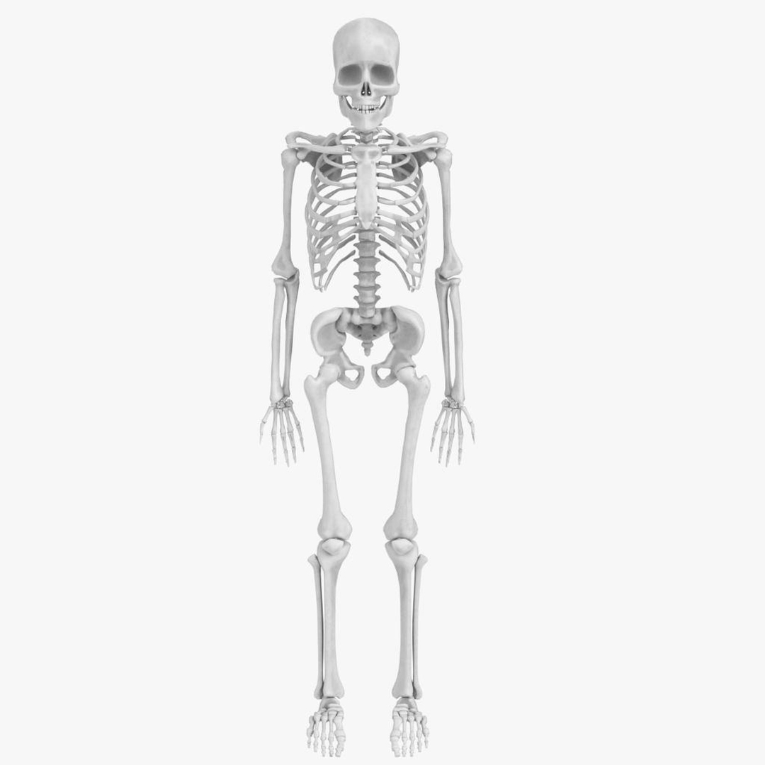 Complete Human Bones Model - TurboSquid 1177789