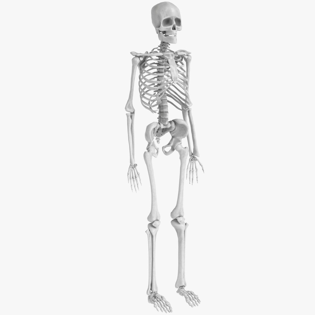 Complete human bones model - TurboSquid 1177789