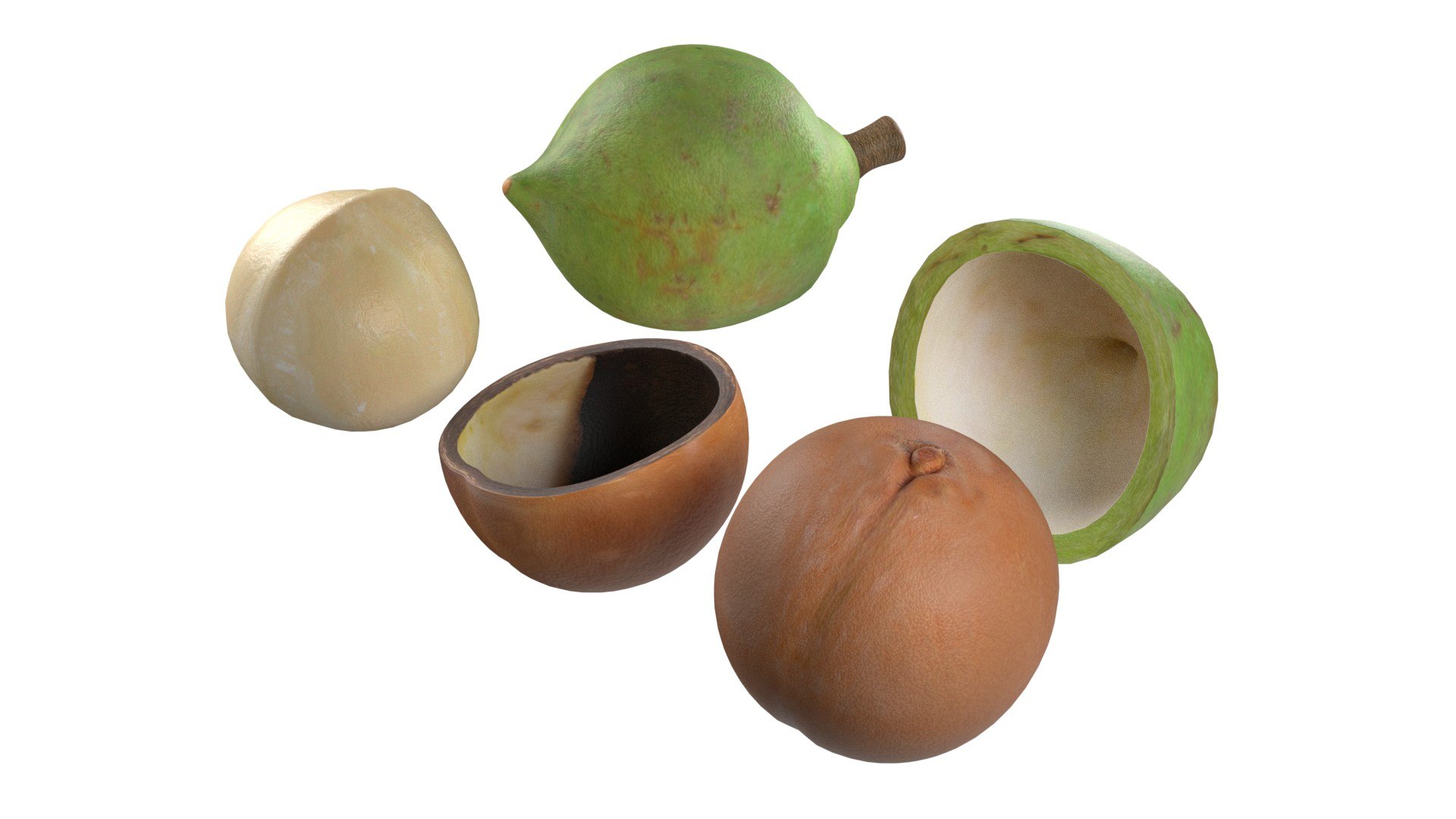 Macadamia Nut Collection 3D Model - TurboSquid 2408165