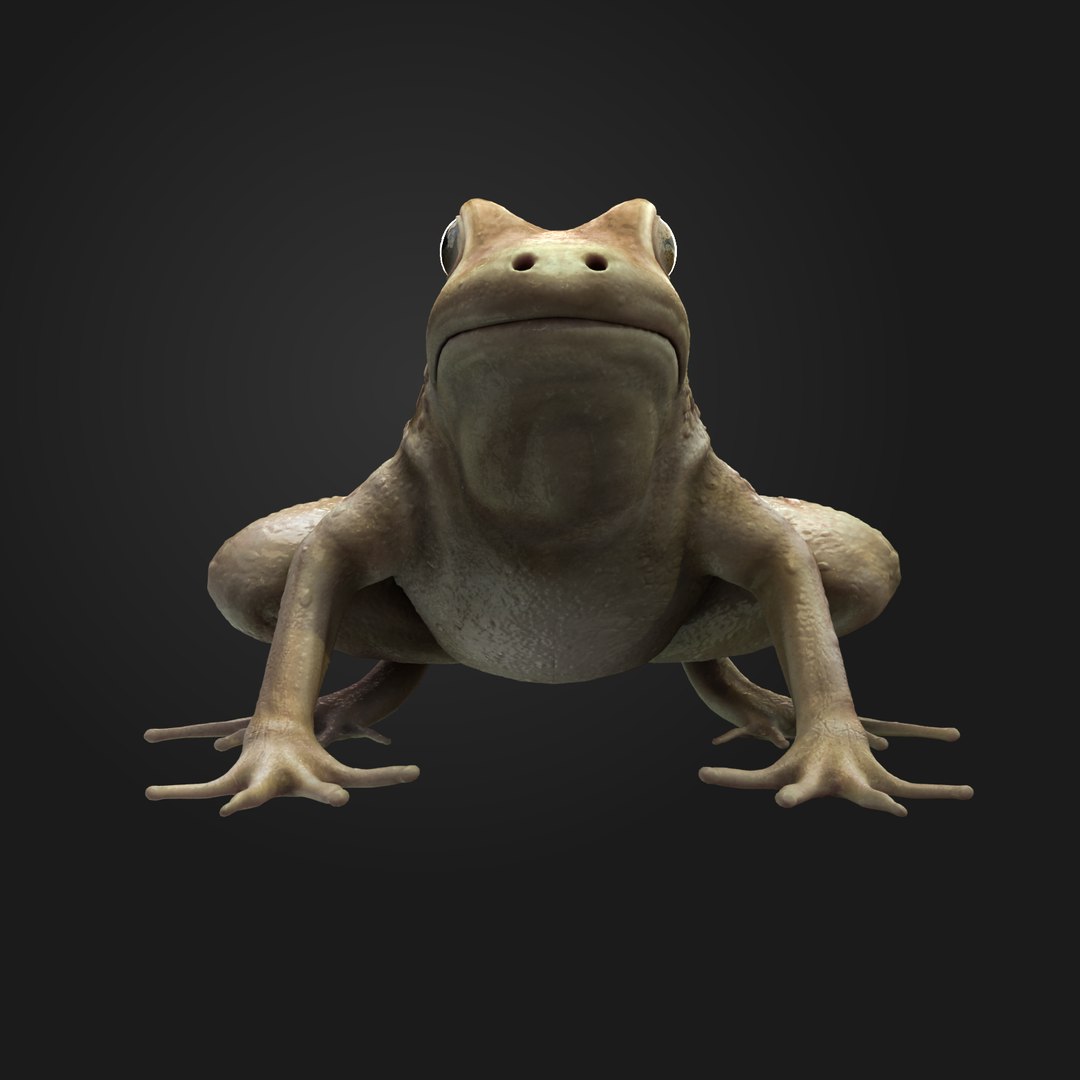 Rigged Frog Animation 3d Max
