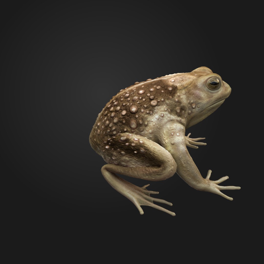 Rigged Frog Animation 3d Max