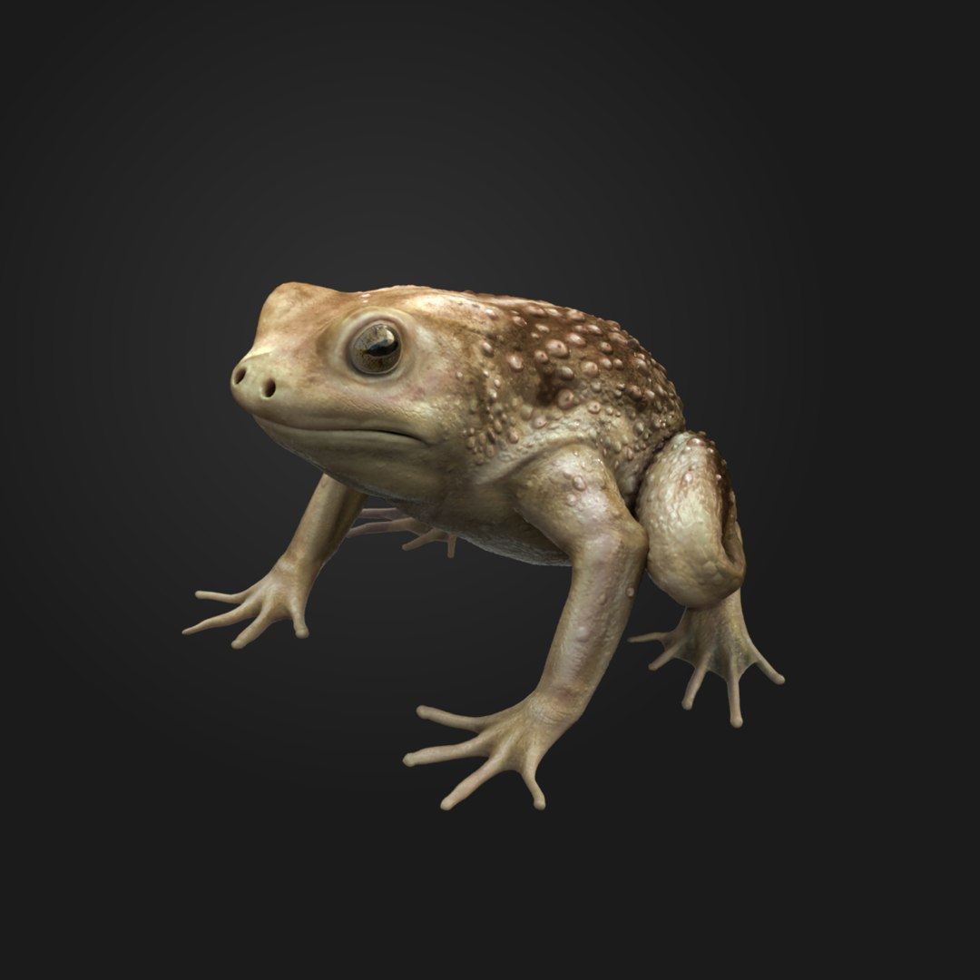 Rigged Frog Animation 3d Max