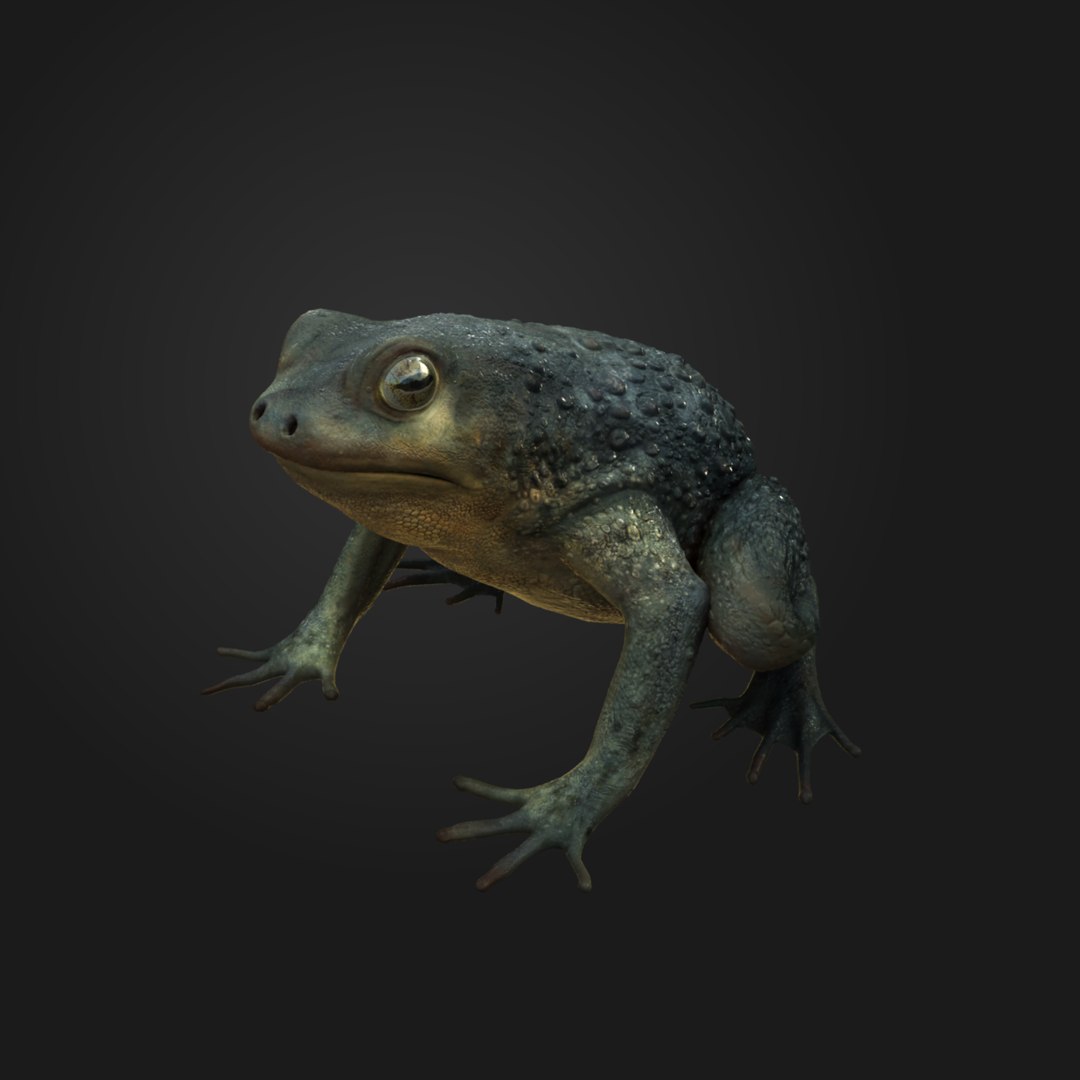 Rigged Frog Animation 3d Max