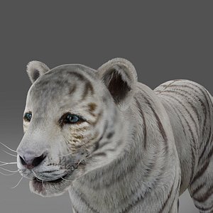 Tiger Blender Models for Download | TurboSquid
