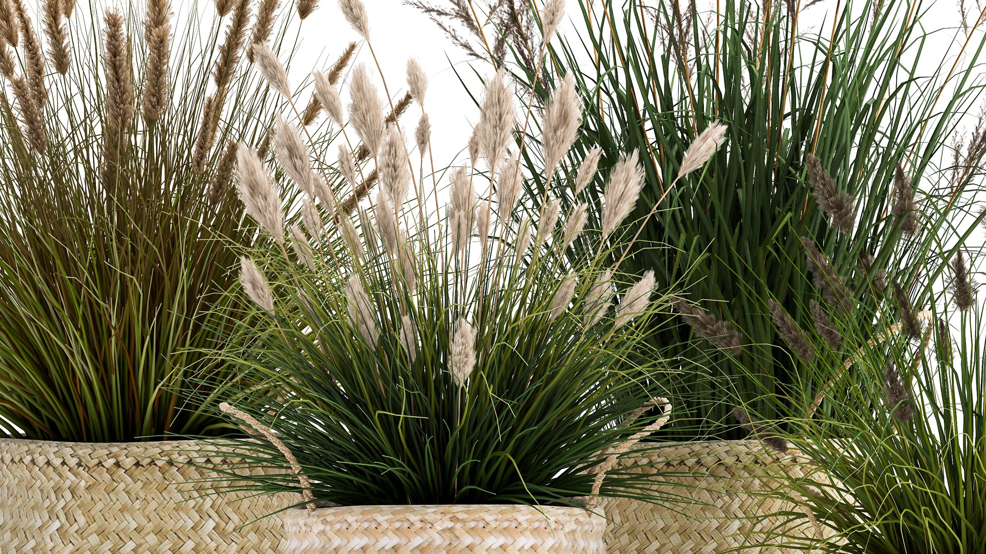 3D Ornamental Reeds Plants In Rattan Baskets 1028 Model - TurboSquid ...