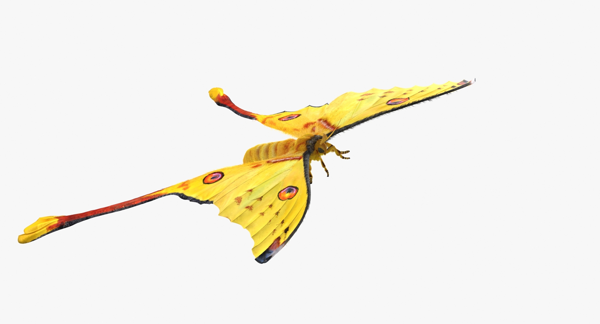 3d comet moth fur model