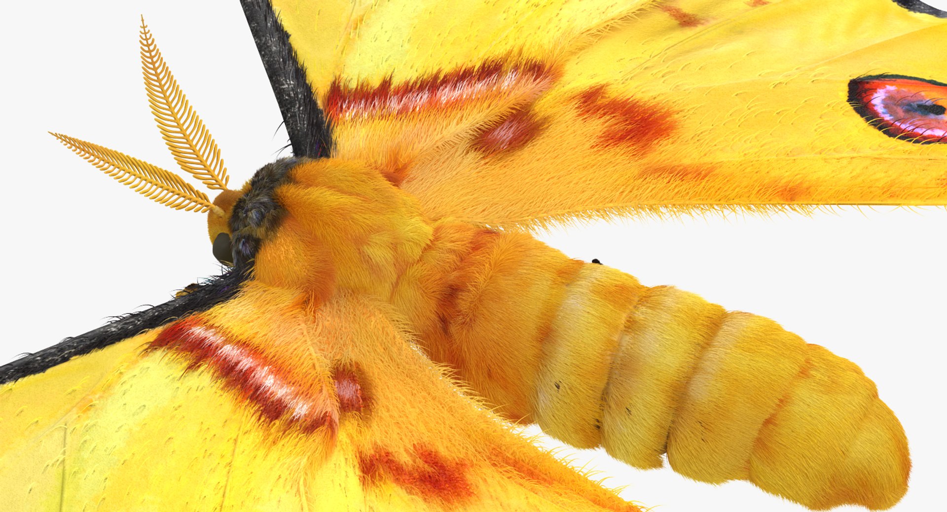 3d comet moth fur model