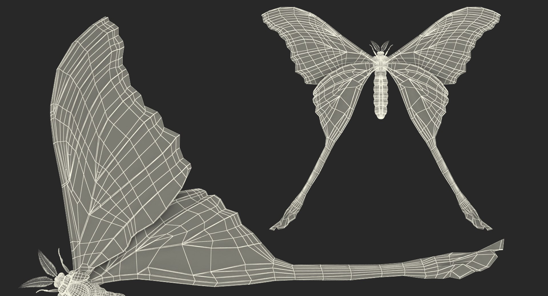 3d comet moth fur model