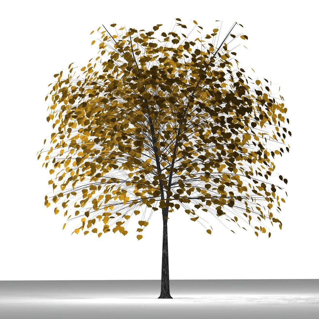 Plane Tree 3d Model