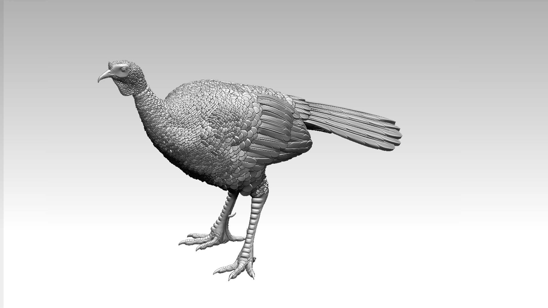 3D Bird Turkey - TurboSquid 2259620