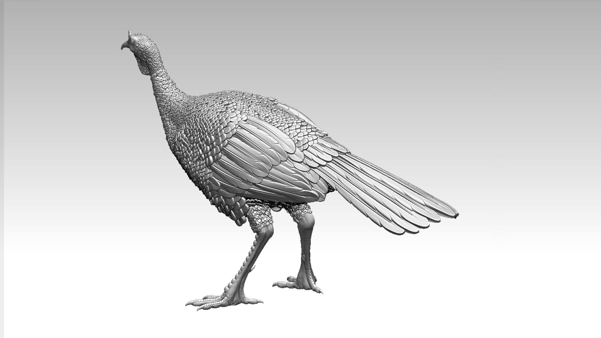 3D Bird Turkey - TurboSquid 2259620