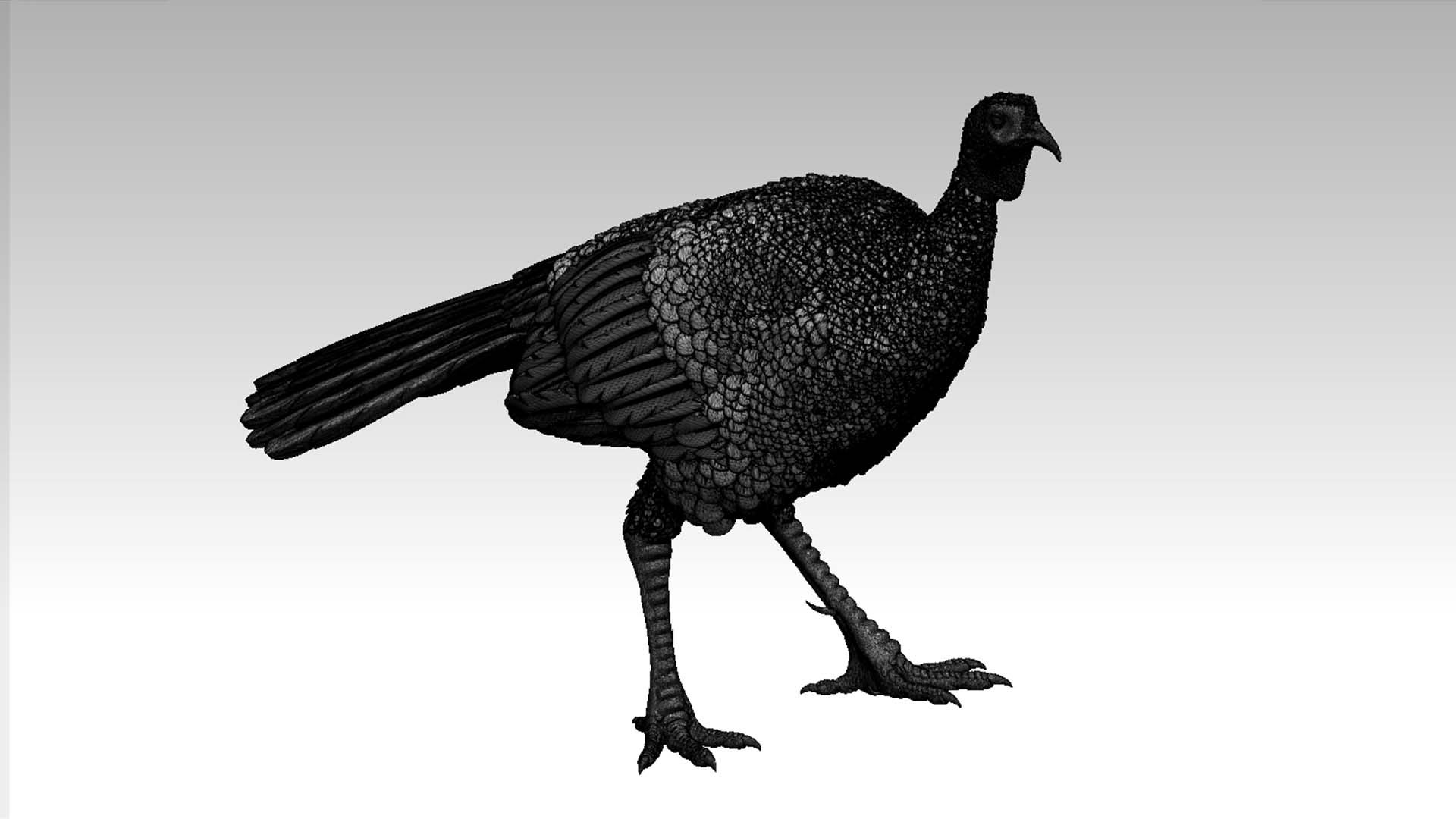 3D Bird Turkey - TurboSquid 2259620