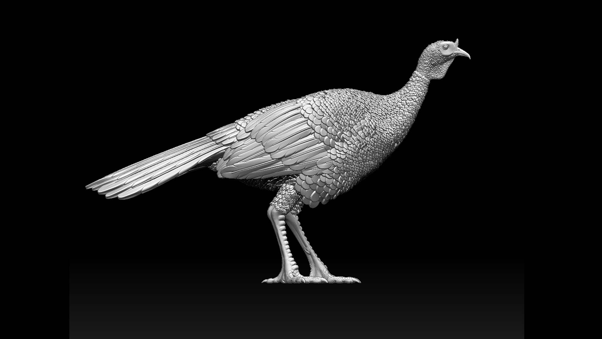 3D Bird Turkey - TurboSquid 2259620